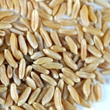 Organic Kamut Seed- 5 Lb- Kamut Grain Seeds- For Growing Kamut Grass ...