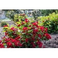 1 gal. Maroon Swoon Weigela Live Shrub, Dark Red Flowers - Walmart.com