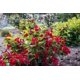 Jumbo Pint Maroon Swoon Weigela Live Shrub, Dark Red Flowers - Walmart.com