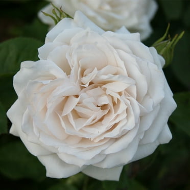 White Meilland Rose Bush, Rose Bushes Ready to Plant, 2 Quart Pot, Live ...