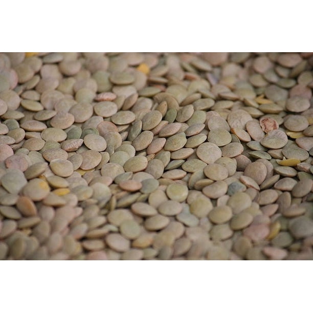 100 GREEN LENTIL Lentils Lens Culinaris Vegetable Seeds - Walmart.com