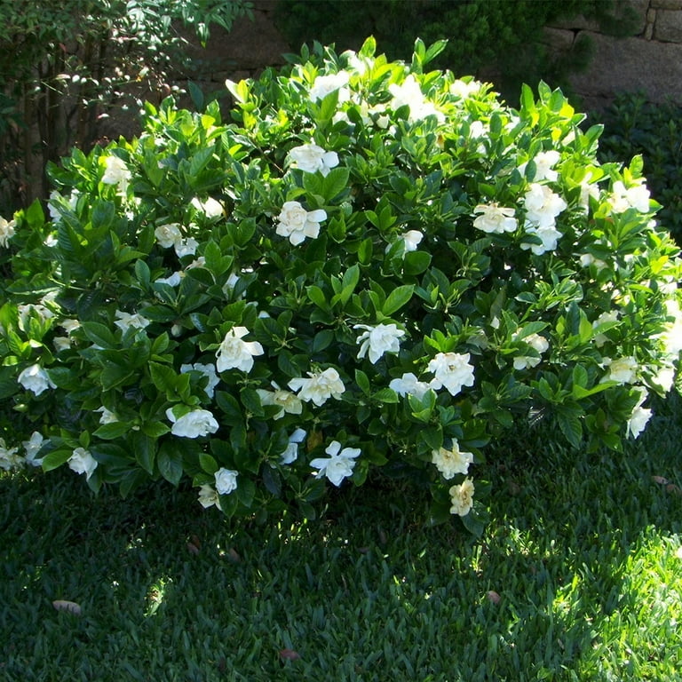 Dwarf Gardenia Bush