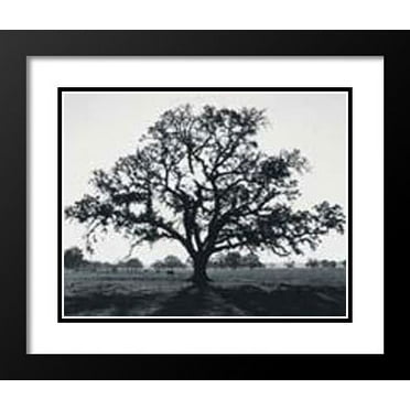 Ansel Adams FRAMED Art Print 24x30 "Oak Tree Sunrise" - Walmart.com