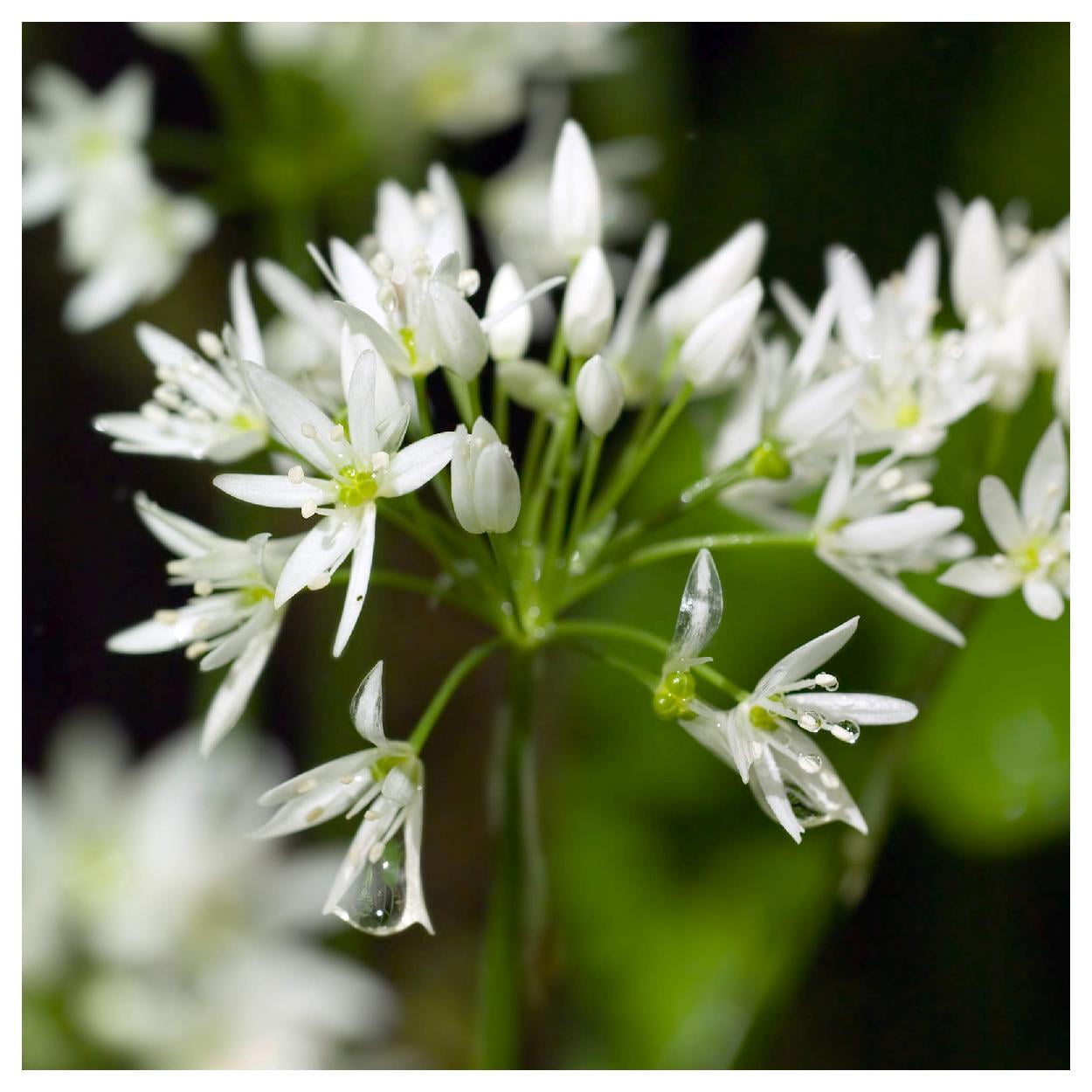 Everwilde Farms - 1 oz Wild Leek Native Wildflower Seeds - Gold Vault ...