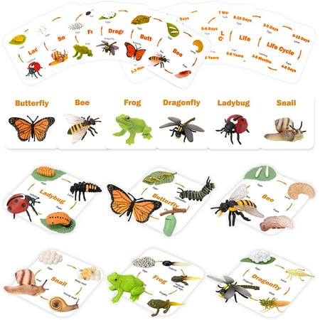 Montessori Life Cycle Animal Figures Toy with Flash Cards, Realistic ...