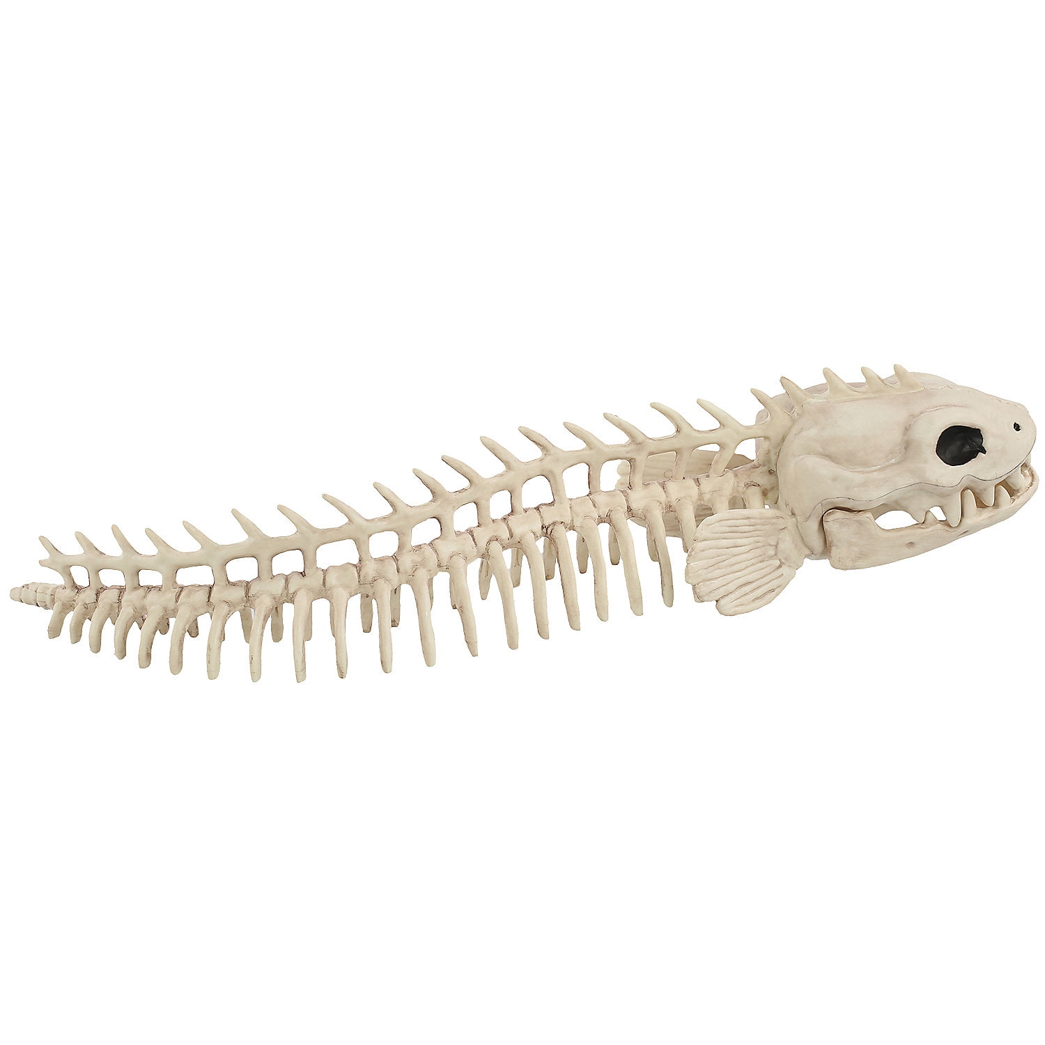 Electric Eel Skeleton