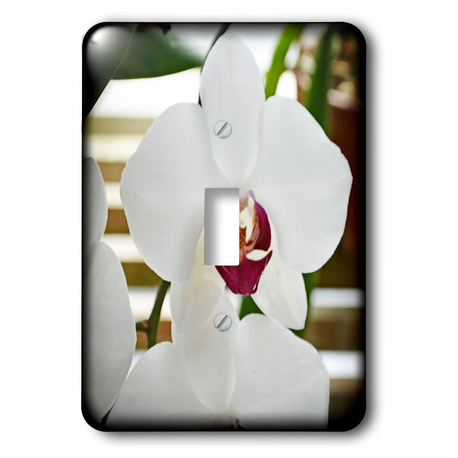 Winter White Orchid is a photo of an orchid that is snow white single ...