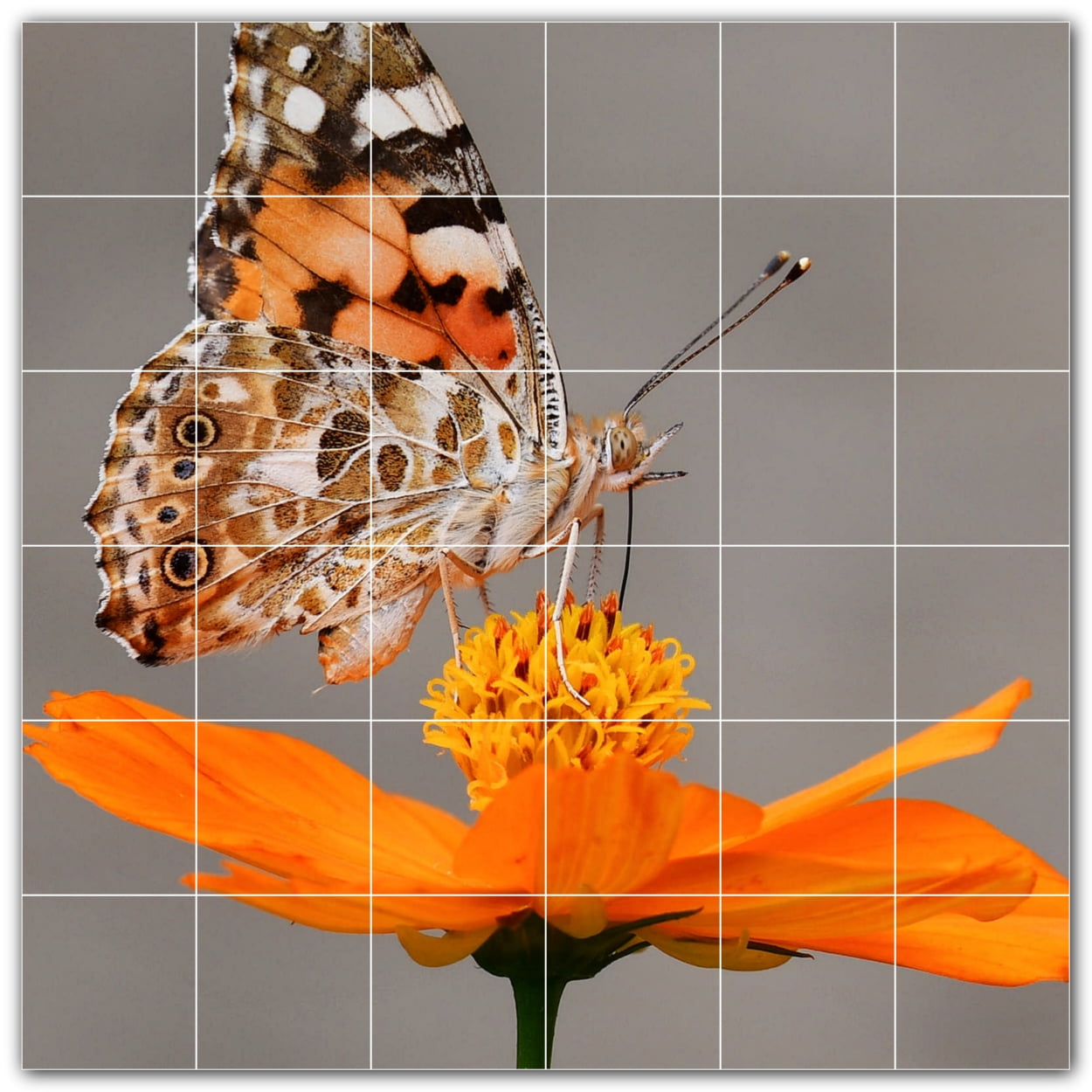 Picture-Tiles.com: Butterfly Ceramic Tile Wall Mural WAL500315-66XL. 72 ...