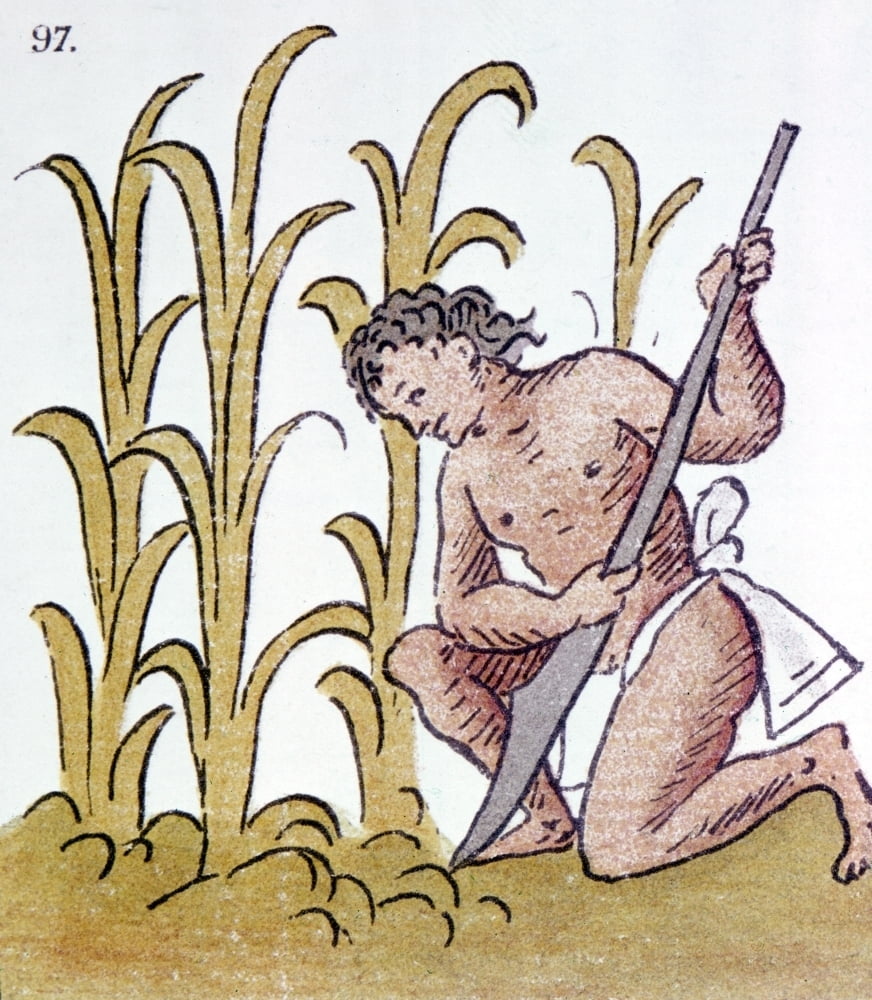 Aztec Farming. /Nan Aztec Farmer Cultivating A Cornfield. Line Drawing ...