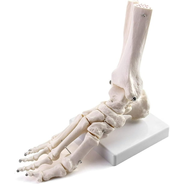 Human Foot Skeleton Model, Life Size Medical Anatomy Foot and Ankle ...