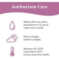 Just Add Ice 14-18" Tall Red Anthurium in 5" Red Ceramic Pot, Live ...