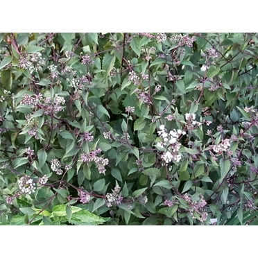 50 Mixed Colors Perennial Shade Plant - JOE PYE WEED Eupatorium ...