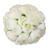 Bloomingmore Farm Direct White Ranunculus Fresh Cut Flowers - 140 Stems ...