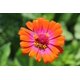 50 CAROUSEL MIX ZINNIA Elegans Carrousel Whirligig Mixed Colors Bicolor ...