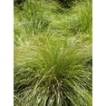 Premium Rough Fountain Dropseed Grass Seed, 200+ Seeds– Native ...