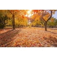 CZ Grain Sugar Maple Tree Seeds - 20+ Seeds, Vibrant Yellow Fall Leaves ...
