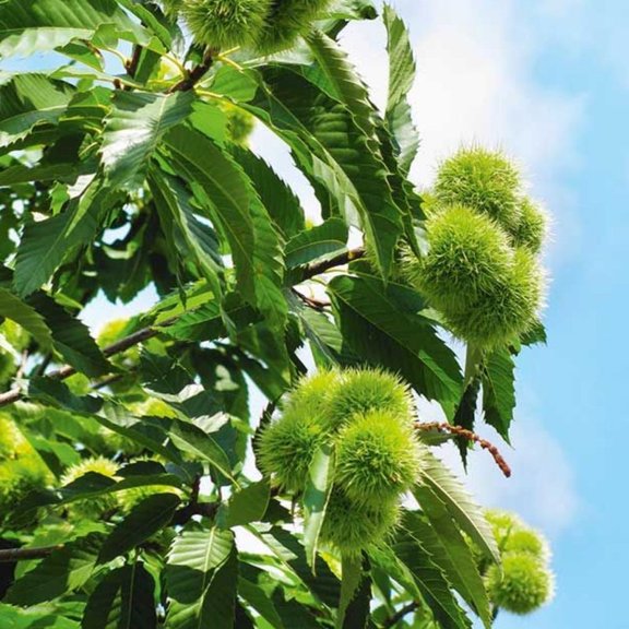 Chinese Chestnut Live Tree Seedling, Fruit Plant, Nut Seeds | No ...