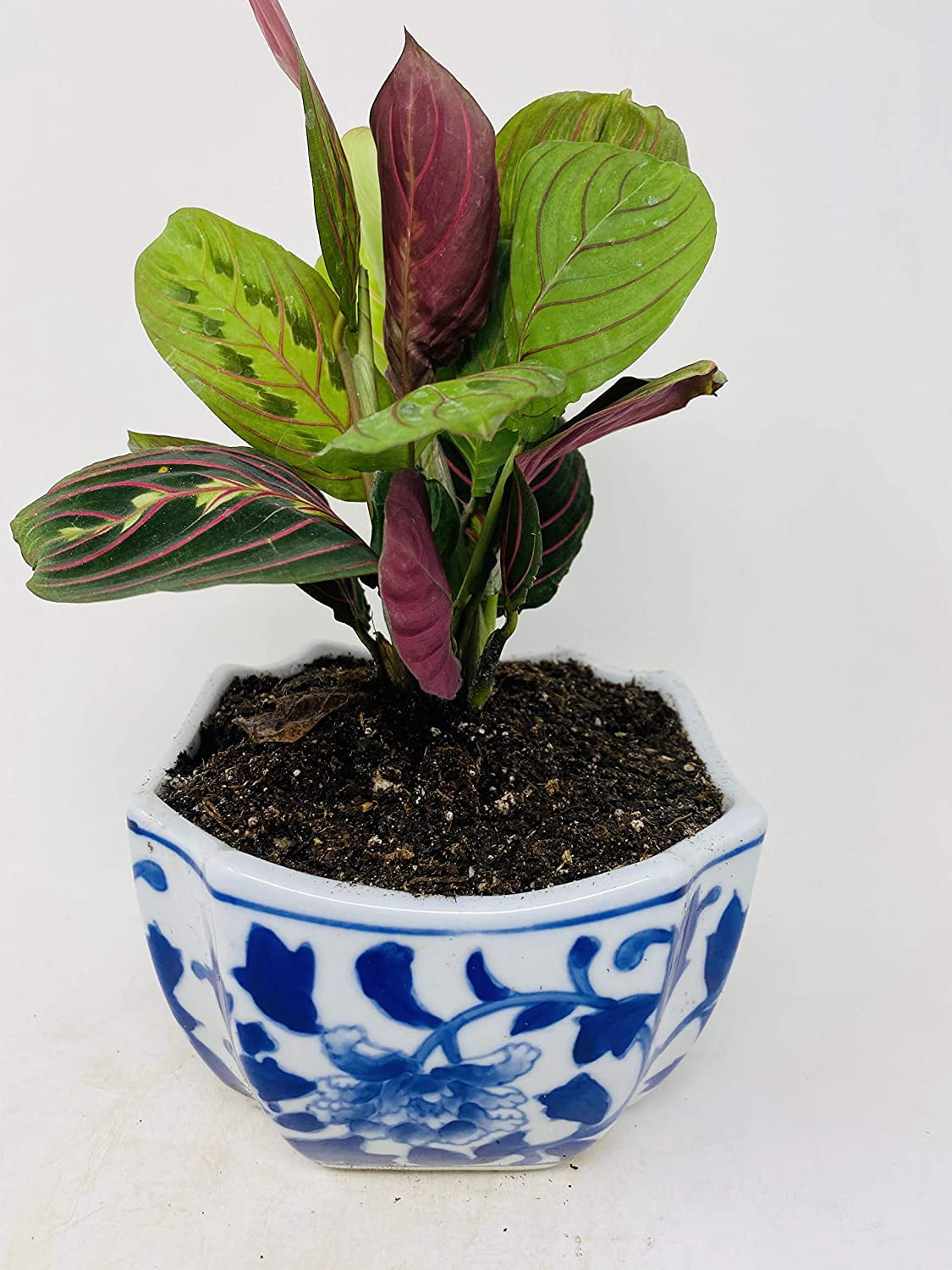 Red Maranta Prayer Porcelaine Indented Corner Pot by JMBAMBOO - Walmart.com