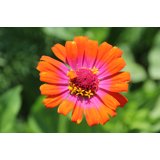 50 Pack, Carousel Mix Zinnia Elegans, Bicolor Flower Seeds in Mixed ...