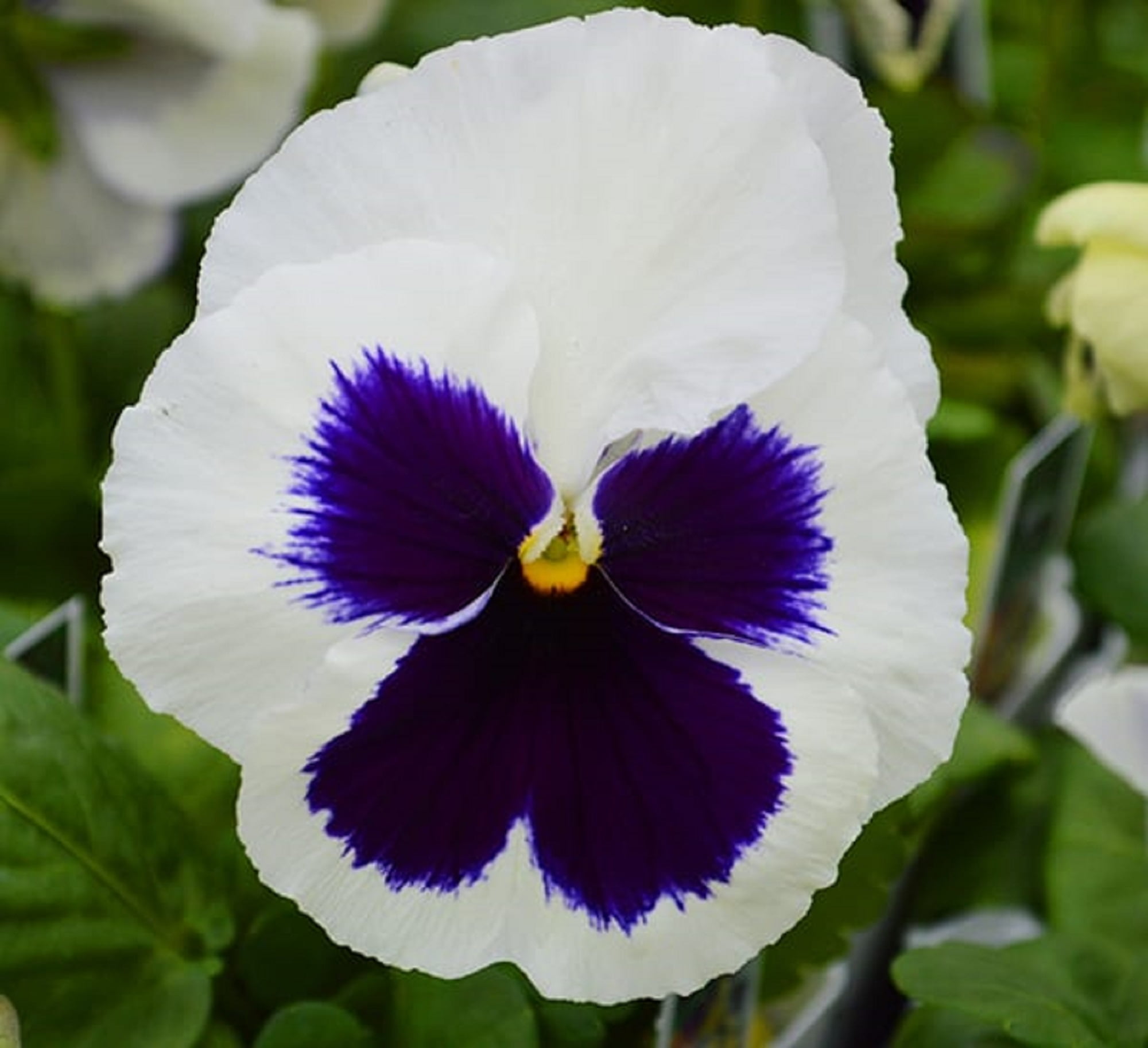 Penny White Blotch Violet 20 Seeds-Viola- Shade Perennial - Walmart.com