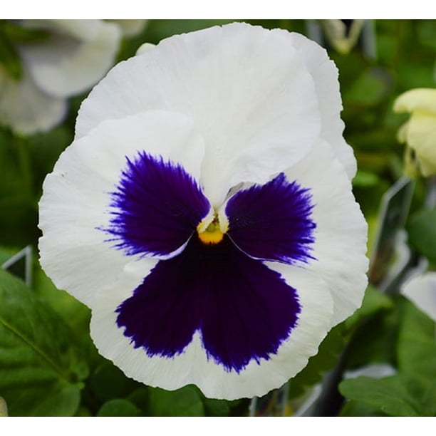 Penny White Blotch Violet 20 Seeds-Viola- Shade Perennial - Walmart.com