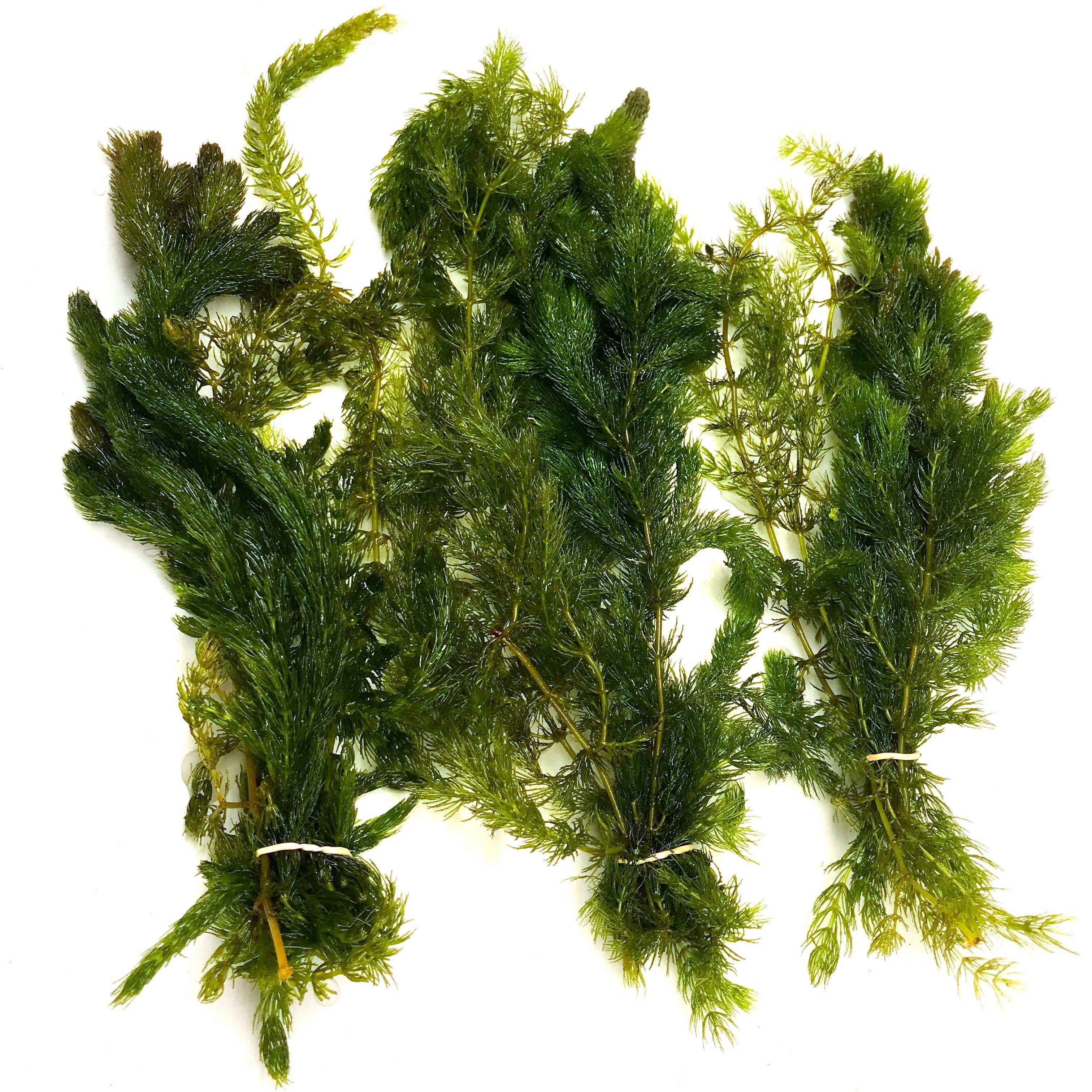 Hornwort Three Bunch Pack (Ceratophyllum demersum) - Walmart.com