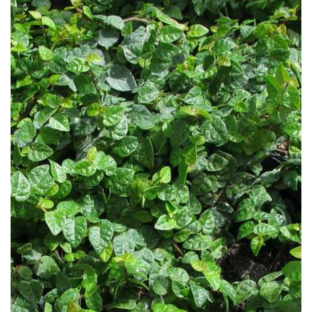 Classy Groundcovers - Creeping Fig Fig Vine, Fig Ivy, Climbing Fig ... Classy Groundcovers - Creeping Fig Fig Vine, Fig Ivy, Climbing Fig ...