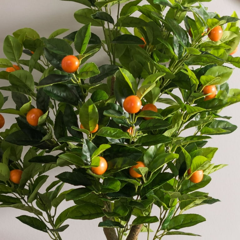 Indoor Orange Tree