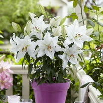 Van Zyverden Patio Pink Romance Lilies with Metal Planter, Nursery Pot, Medium, Gloves and ...