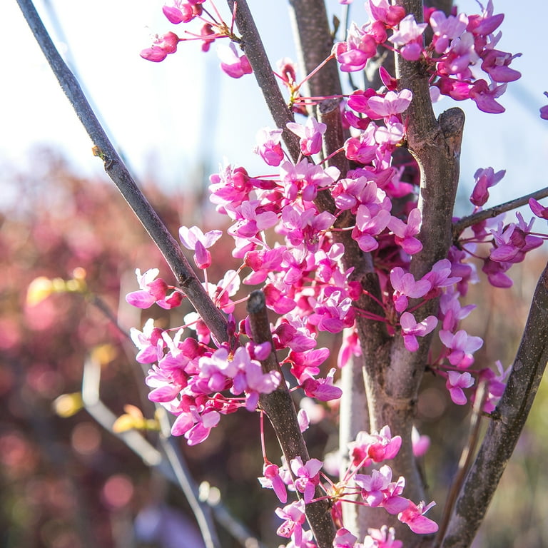 Eastern Redbud Spring