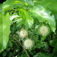 Buttonbush Tree Plant (Cephalanthus Occidentalis), 2-3 Ft Tall Live ...