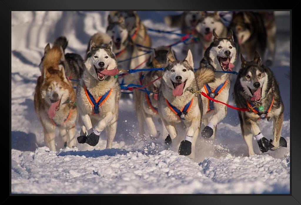 Iditarod Huskies Pulling Dog Sled Dog Posters For Wall Funny Dog Wall ...