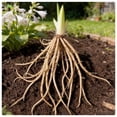 Exotic Hosta- Tall and elegant - Drought-resistant - Versatile for ...