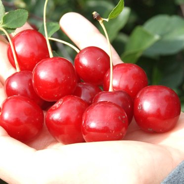 Gurney's Romeo Dwarf Bush Cherry Tree, Sweet Tasting, Cold Hardy, Easy ...