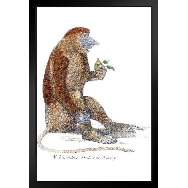 Monkey Decor