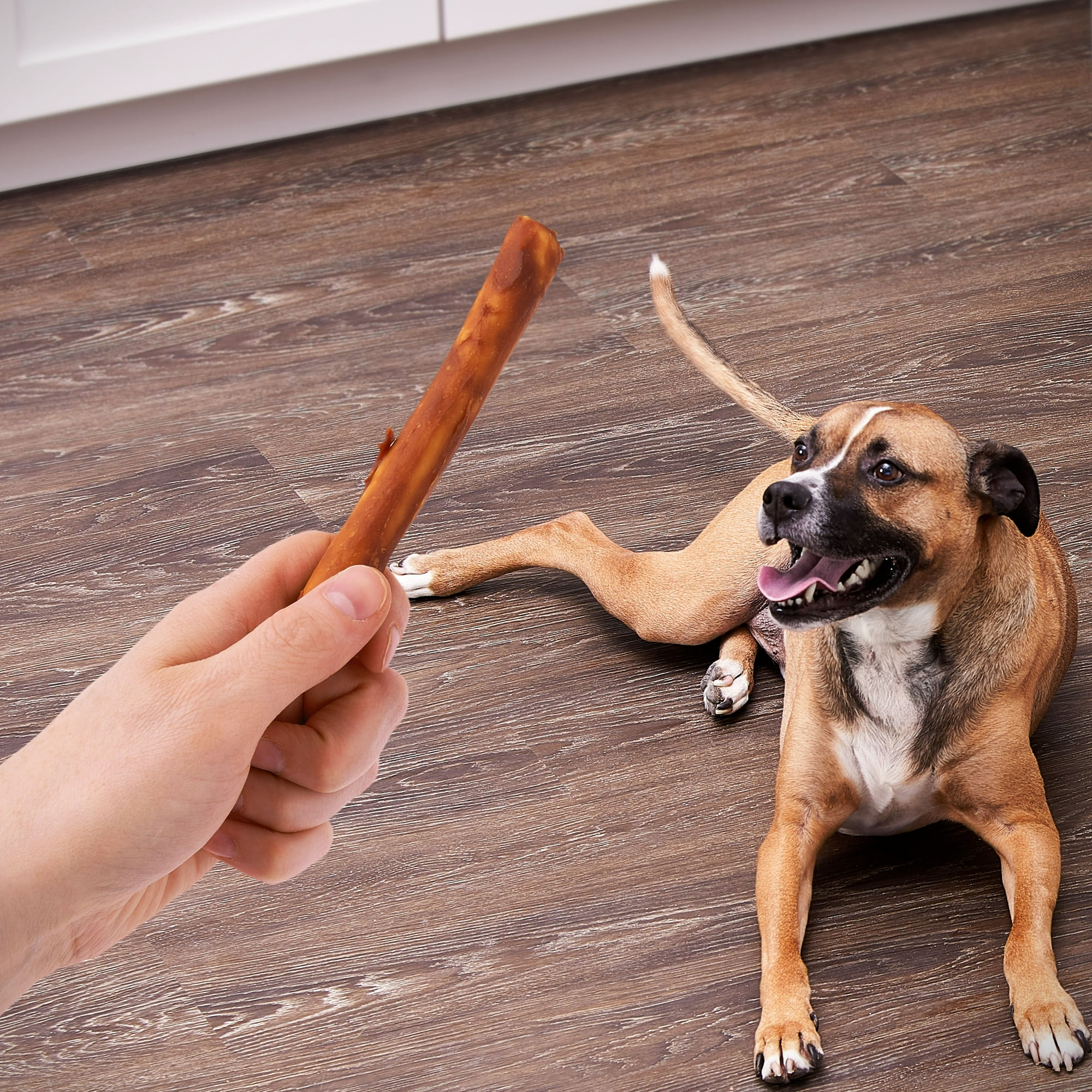My Dog Ate Half A Stick Of Butter | ppgbbe.intranet.biologia.ufrj.br