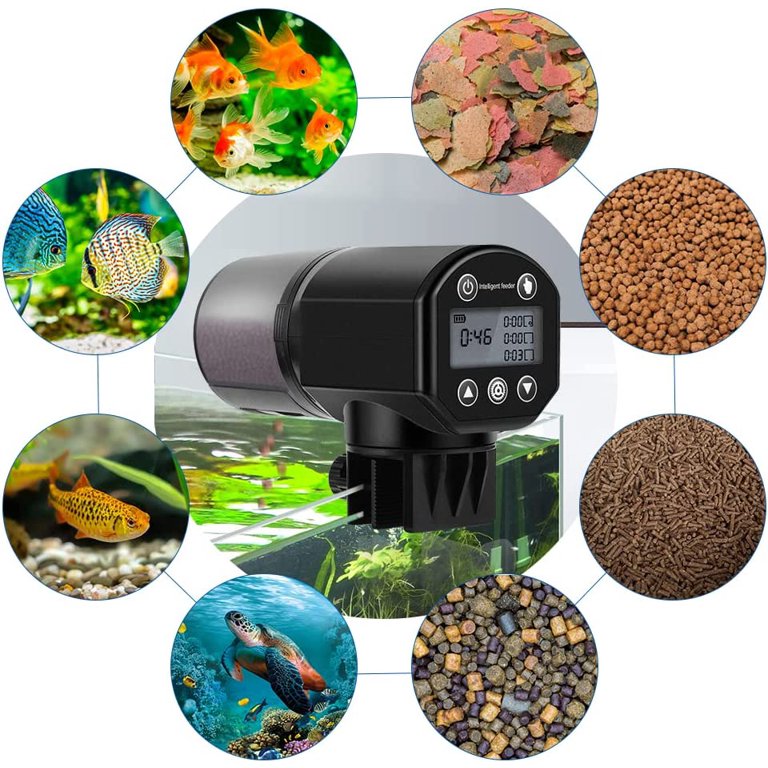 Betta Fish Weekend Feeder | ppgbbe.intranet.biologia.ufrj.br