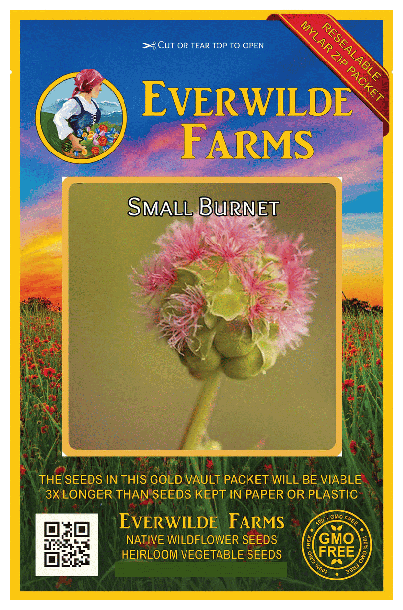 Everwilde Farms - 200 Small Burnet Native Wildflower Seeds - Gold Vault ...