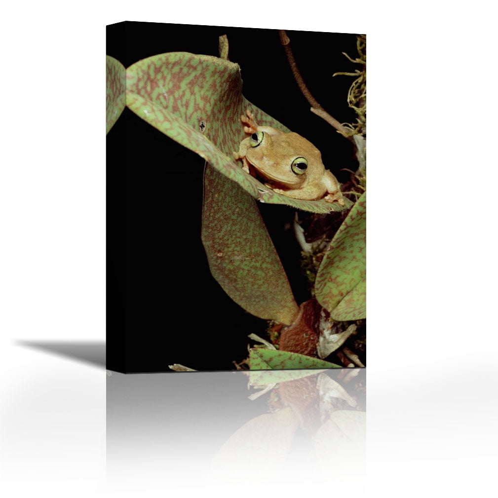 Tree Frog in canopy orchid, Trinidad - Contemporary Fine Art Giclee on ...