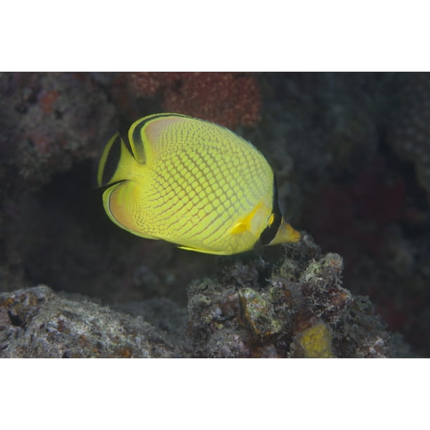 Latticed butterflyfish, Fiji Poster Print (34 x 22) - Walmart.ca