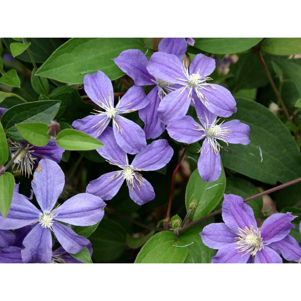 Arabella Clematis - Everblooming Hybrid - 2.5" Pot - Walmart.com ...