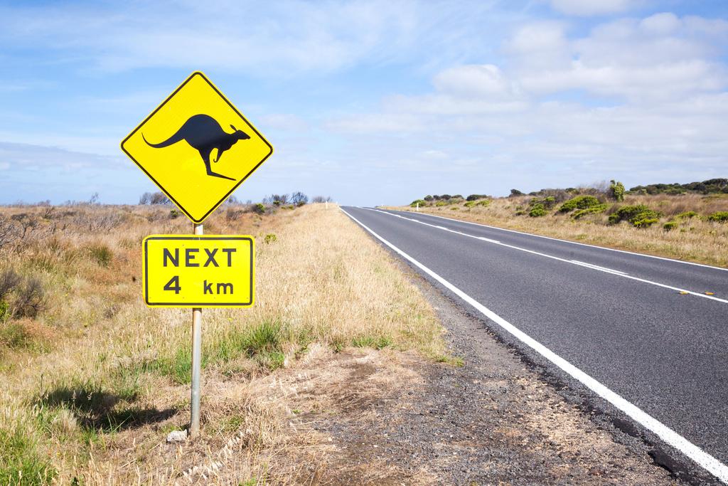 Kangaroos Next 4 km Warning Road Sign Australian Photo Photograph Thick ...