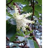 Seedville 10 Pacific Madrone Arbutus Menziesii Plant Seeds - Walmart.com