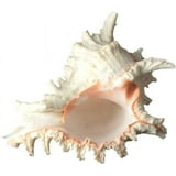 Murex Ramosus Shell | 1 Murex Sea Shell | 6-7" Large - Walmart.com