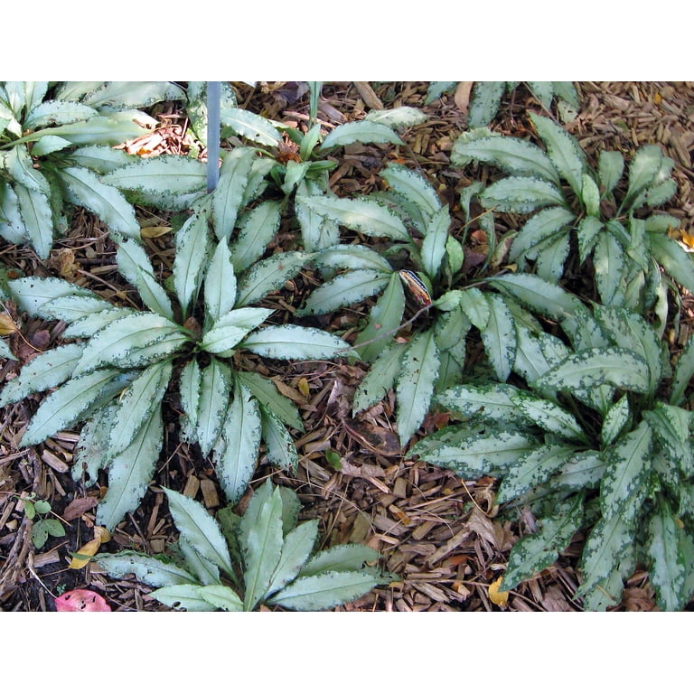Pulmonaria Silver Bouquet