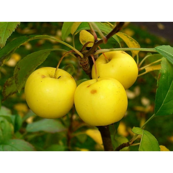 Crab Apple Tree