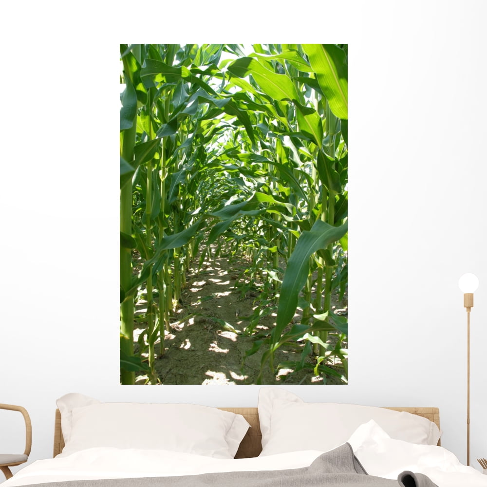 Corn Stalk Rows Wall Mural Decal Sticker, Wallmonkeys Peel & Stick ...