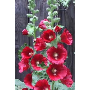 10 Seeds CHECKER LILY Fritillaria Affinis Chocolate Mission Bells ...