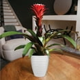 Wild Interiors 14" Tall Bromeliad Live Plant in 5" Decorative Fiber ...