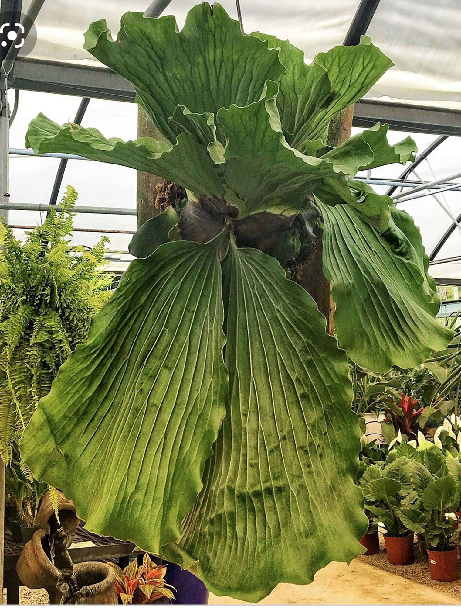Angola Staghorn Fern - Platycerium elephantotis - 2.5" Pot - Collector ...
